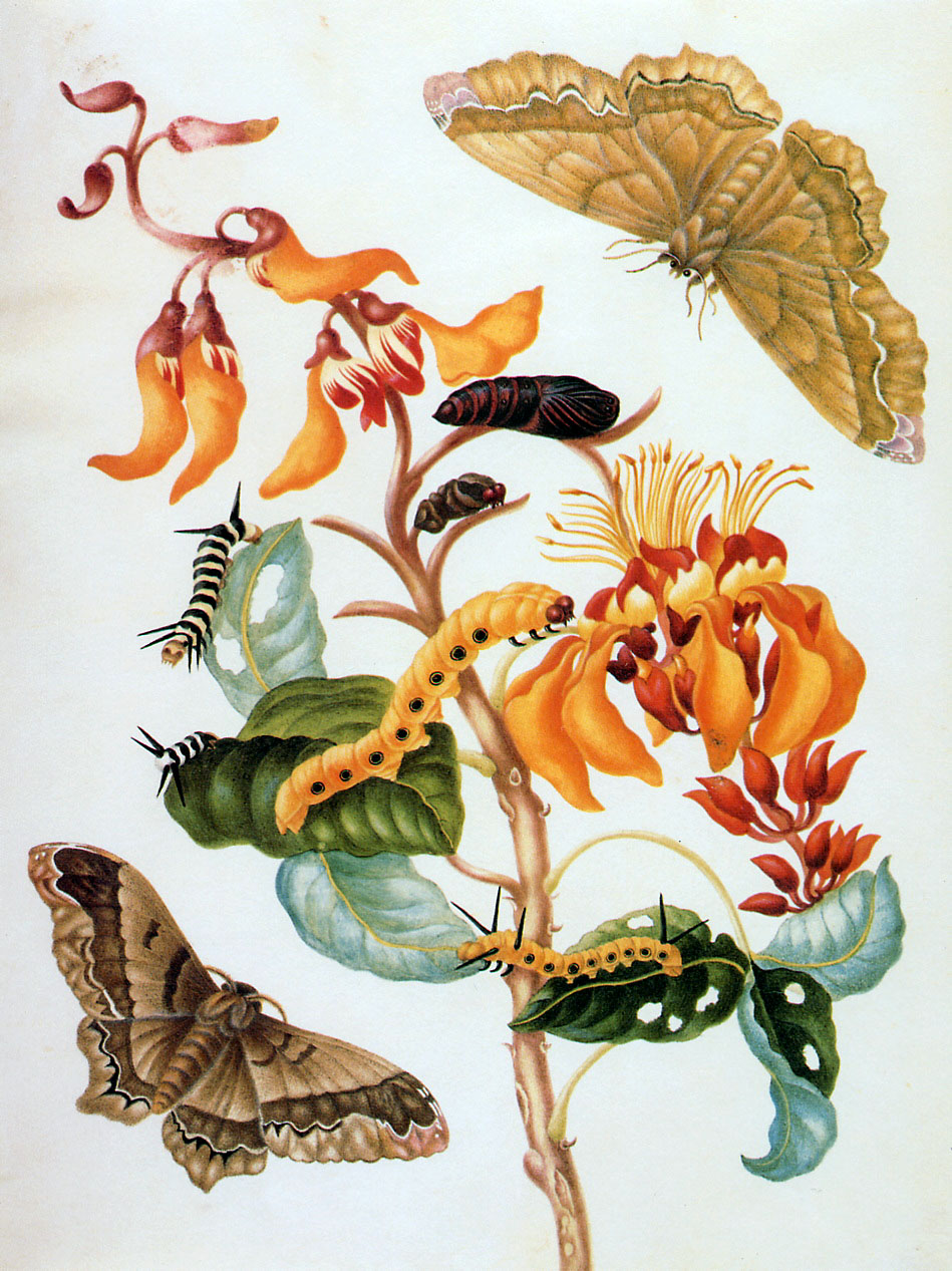 Maria Sibylla Merian: la científica artista – Descubrir el Arte, la ...
